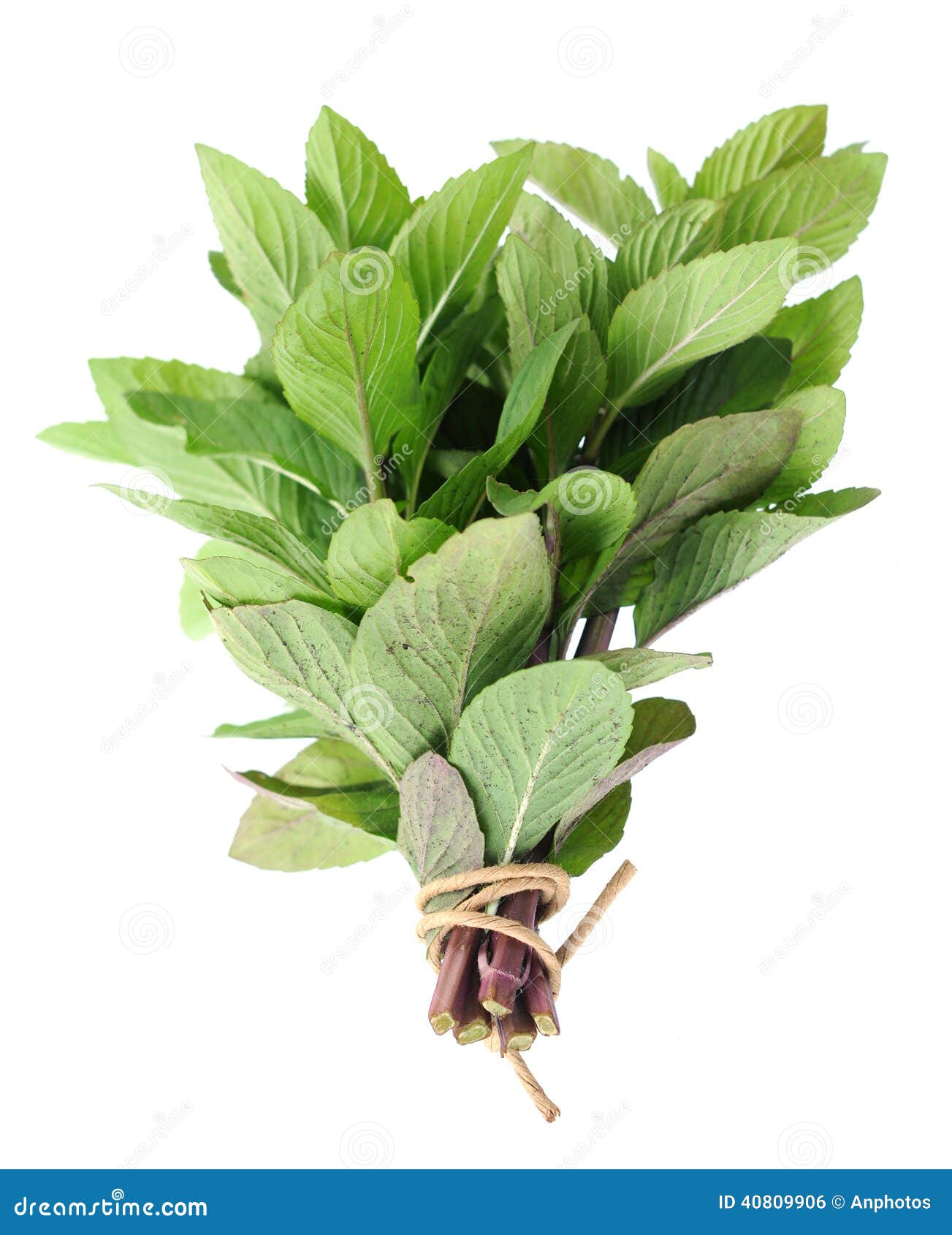 Spicy mint stock photo. Image of branch, foliage, flavor - 40809906