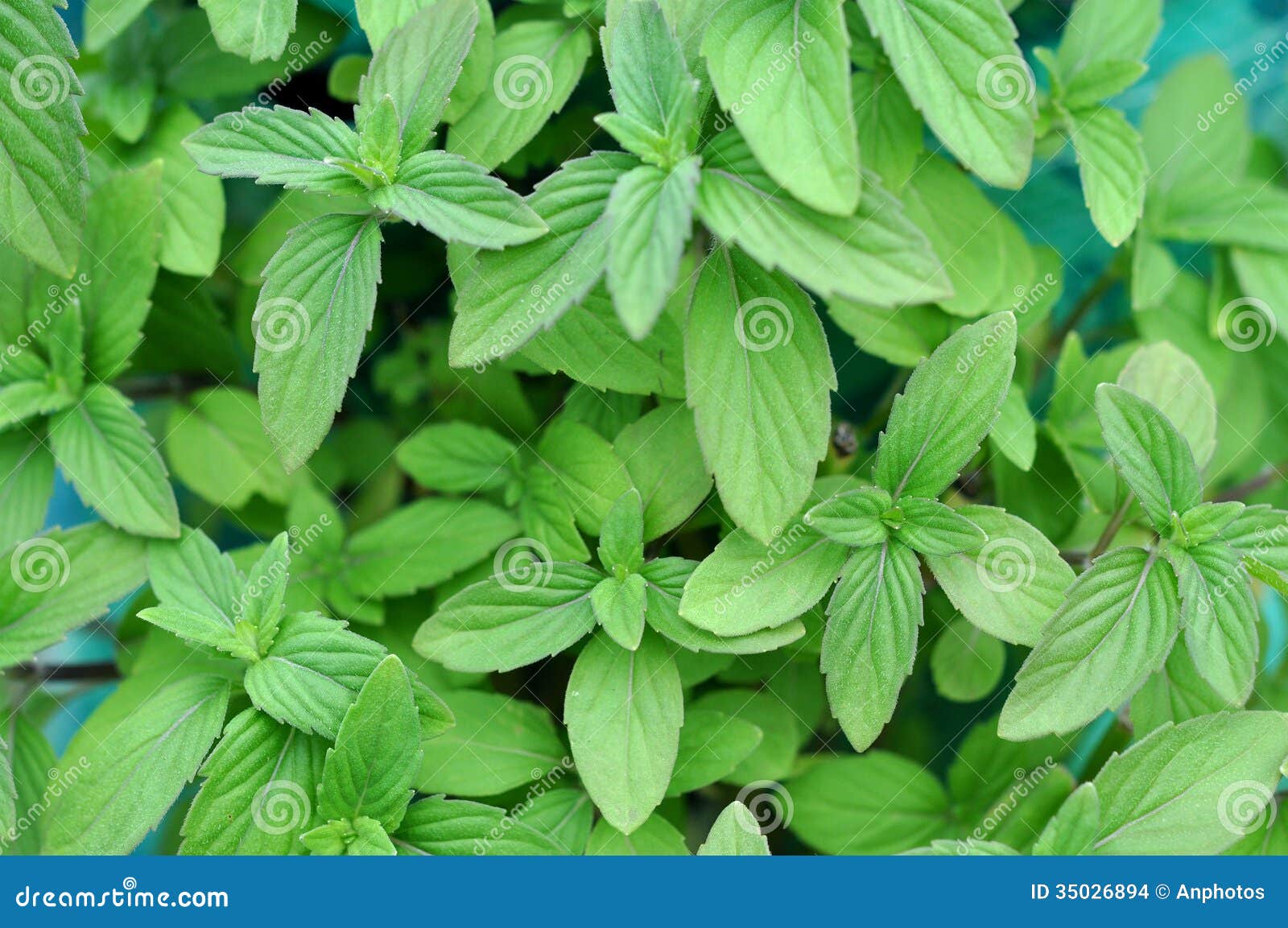Spicy mint stock photo. Image of fragrant, bunch, garden - 35026894