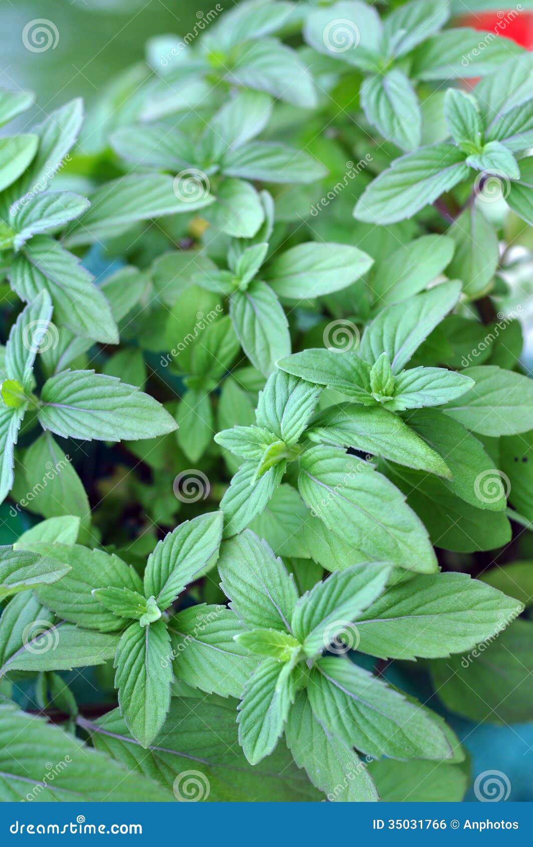 Spicy mint trees stock photo. Image of foliage, branch - 35031766