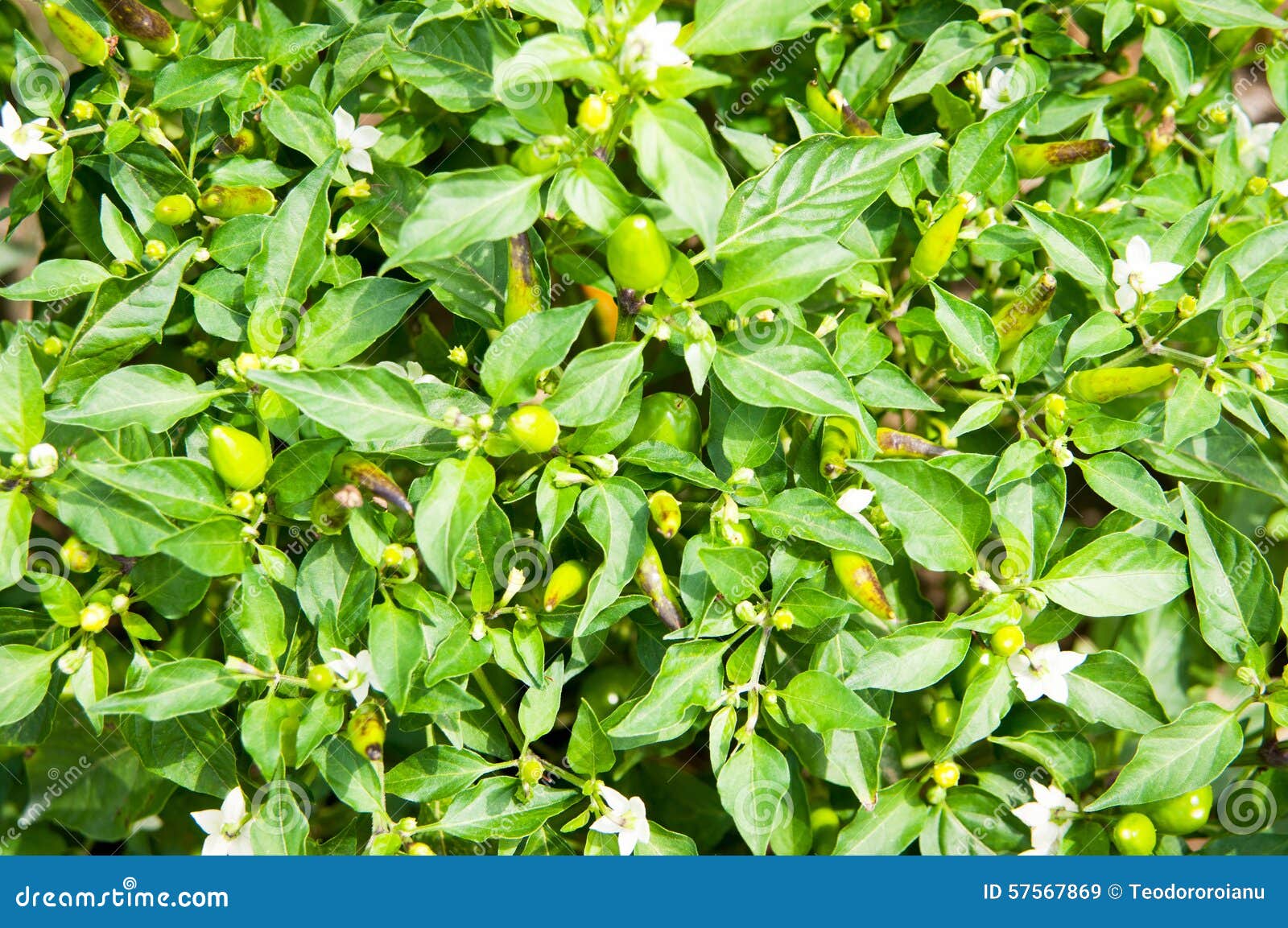 Spicy pepper plants stock image. Image of freshness, cultivation - 57567869