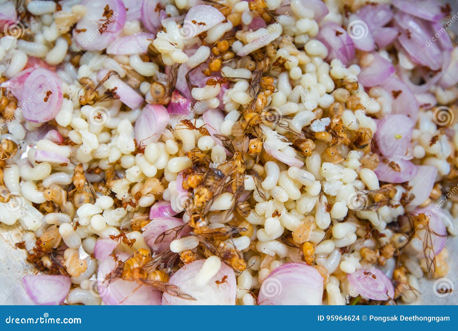 Ant Eggs Salad stock photo. Image of vegetable, spicy - 95964624