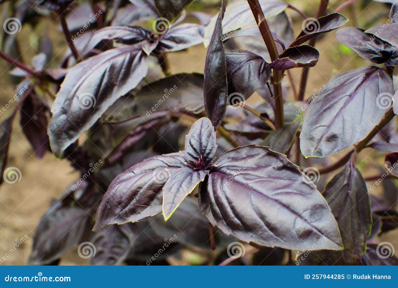 Blue basil stock image. Image of basil, lush, blue, cooking - 257944285