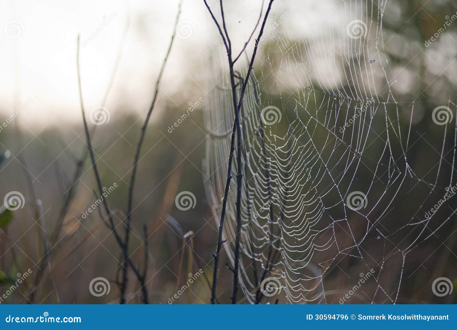 Spide home. stock photo. Image of weather, raindrop, spider - 30594796
