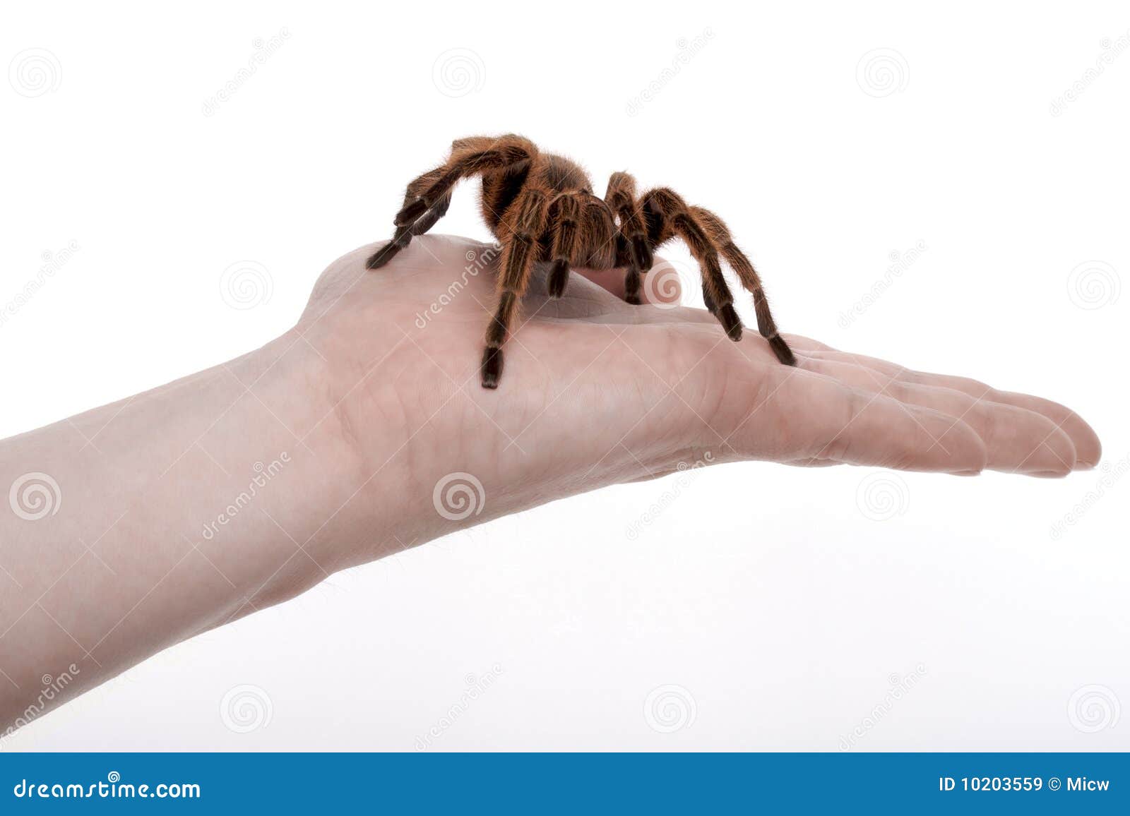 Spider stock image. Image of spider, bite, arachnid, animals - 10203559