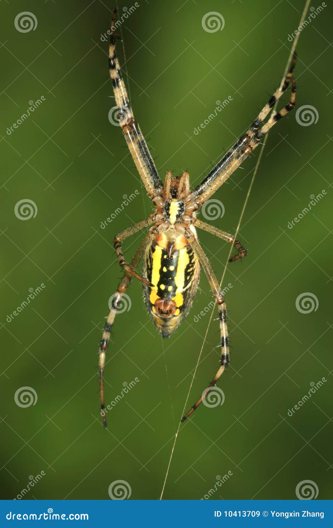 Spider stock image. Image of naturally, ecological, biological - 10413709