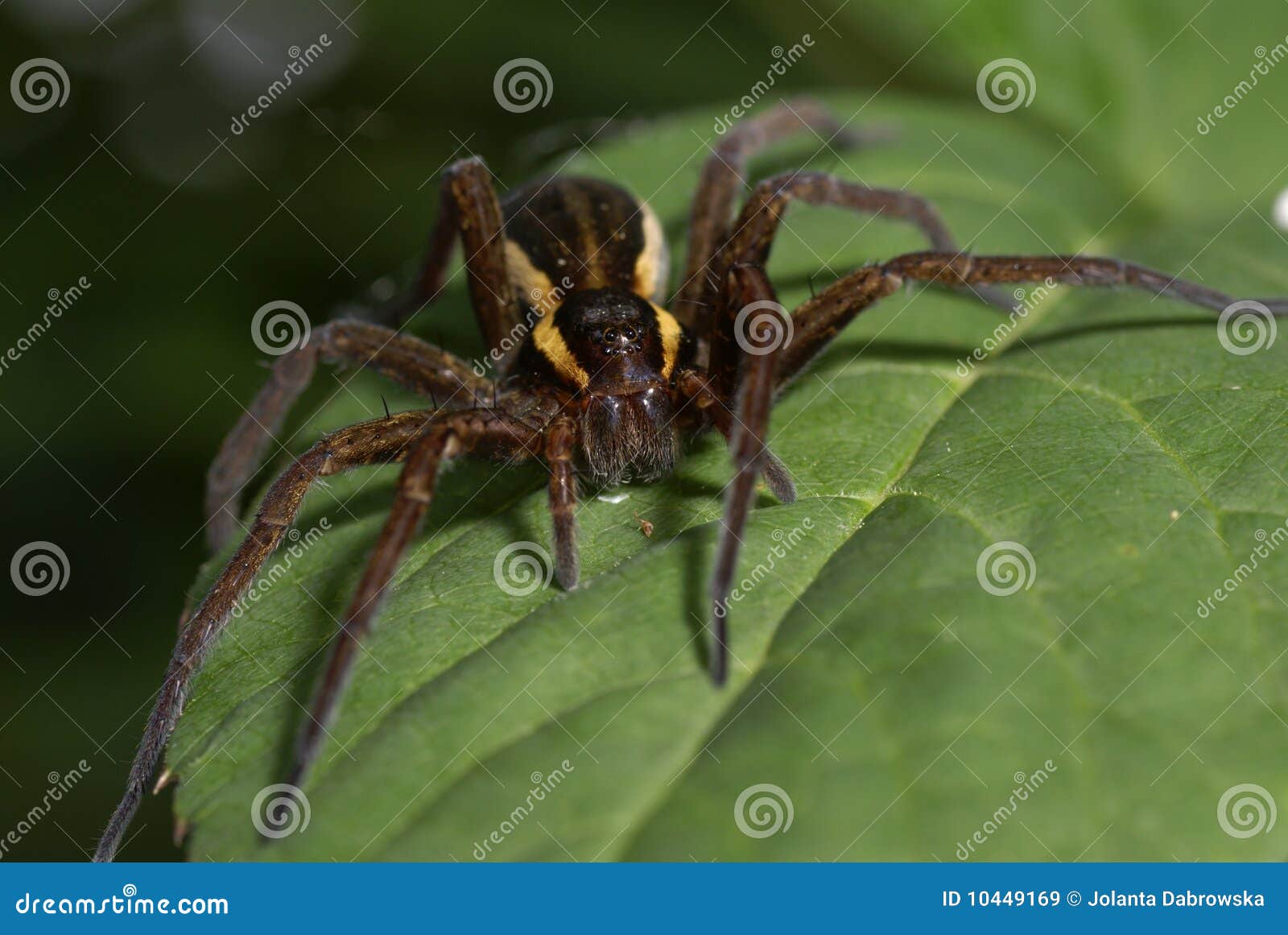 Spider stock image. Image of frightening, animal, terrible - 10449169