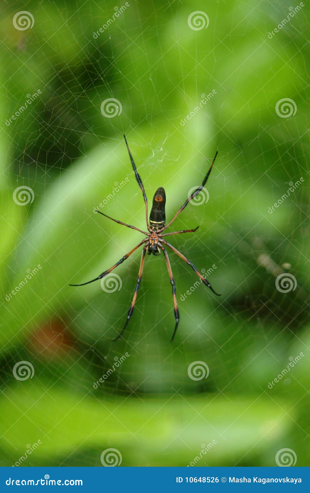 Spider stock photo. Image of digue, cobweb, seychelles - 10648526