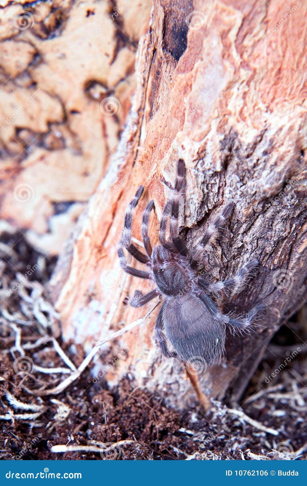 Spider stock photo. Image of danger, closeup, sign, scary - 10762106
