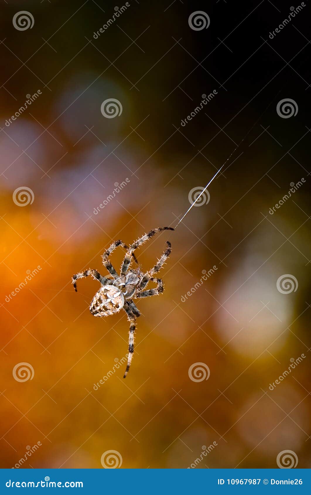 Harm String Stock Photos - Free & Royalty-Free Stock Photos from Dreamstime