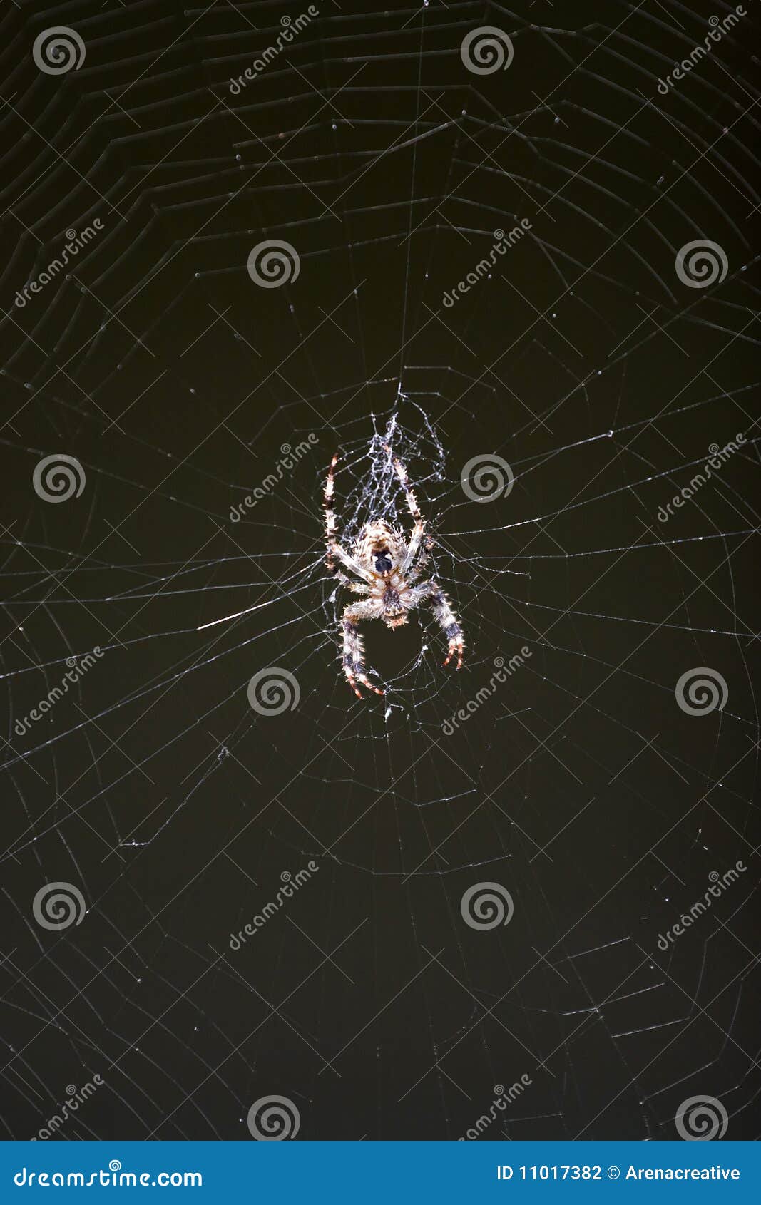 Spider stock photo. Image of nature, invertebrate, crawl - 11017382