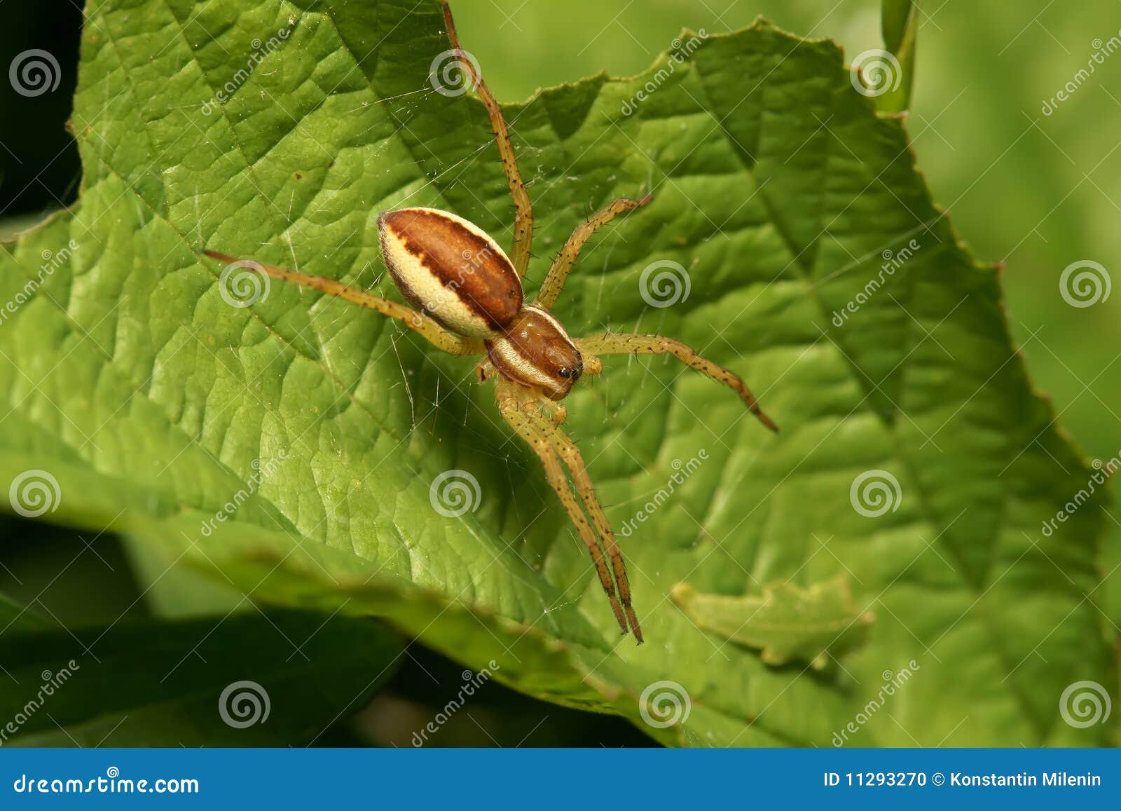 Spider stock photo. Image of hair, hairy, wildlife, organism - 11293270