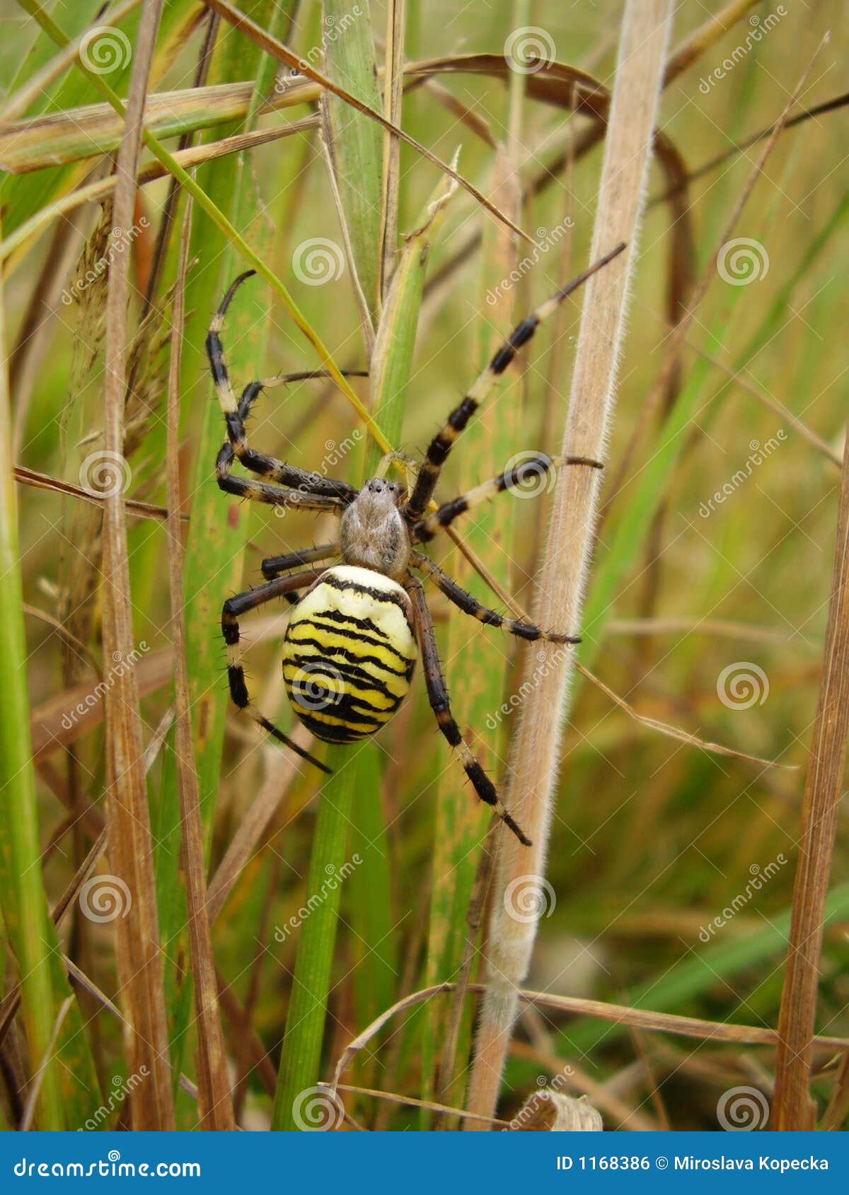 Spider stock photo. Image of wild, blades, nature, predator - 1168386