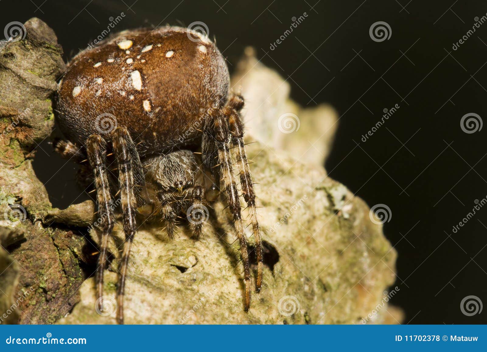 Spider stock photo. Image of organism, horror, arachnid - 11702378