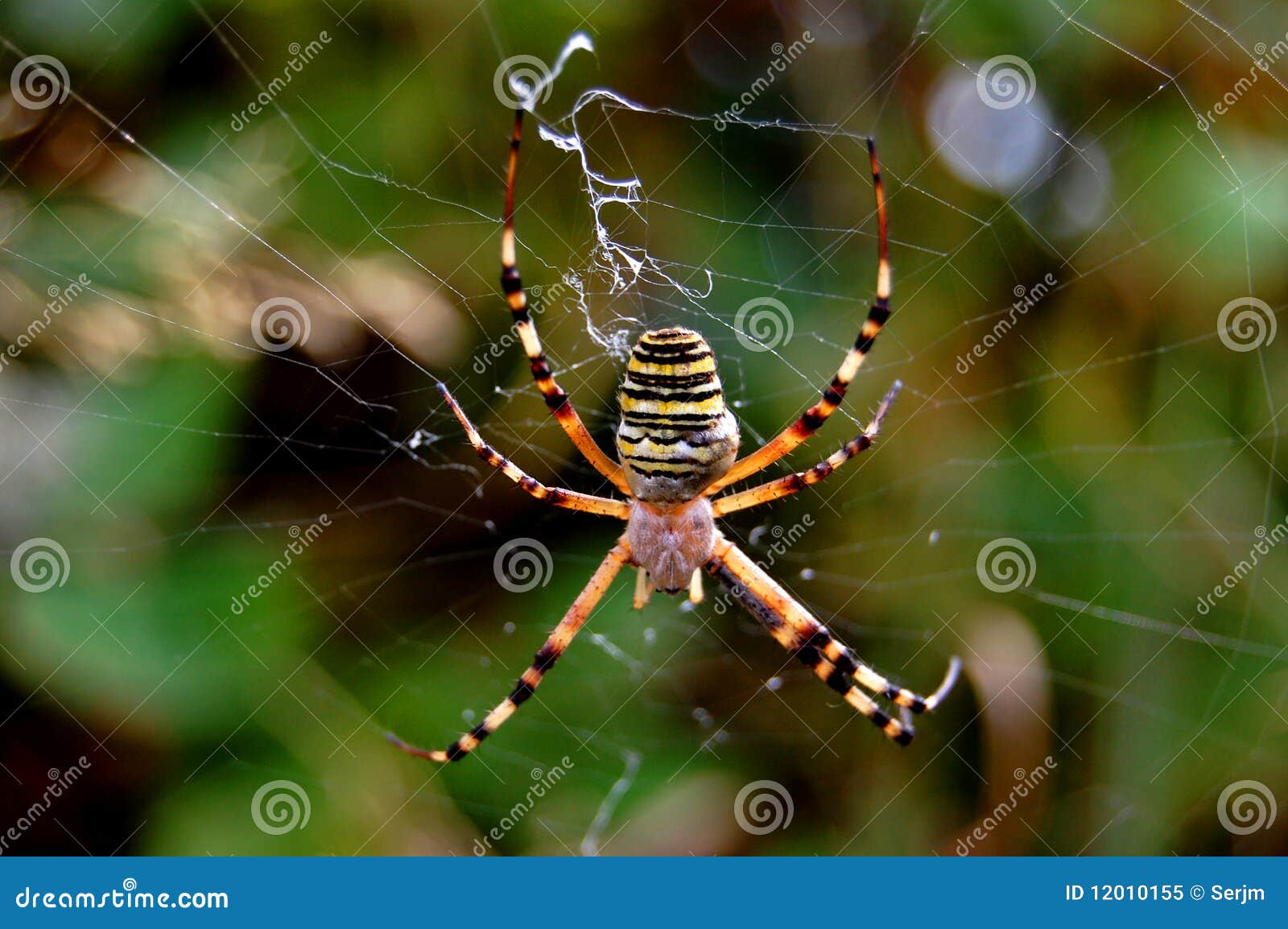 Spider stock image. Image of spider, wild, insect, tarantula - 12010155