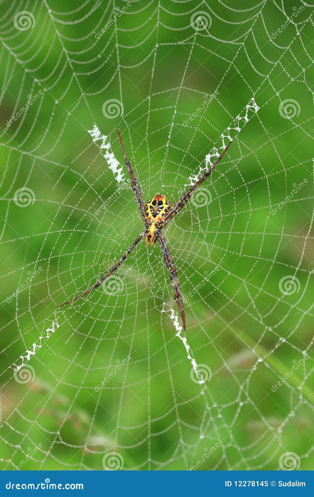 Spider stock image. Image of detail, closeup, drop, macro - 12278145