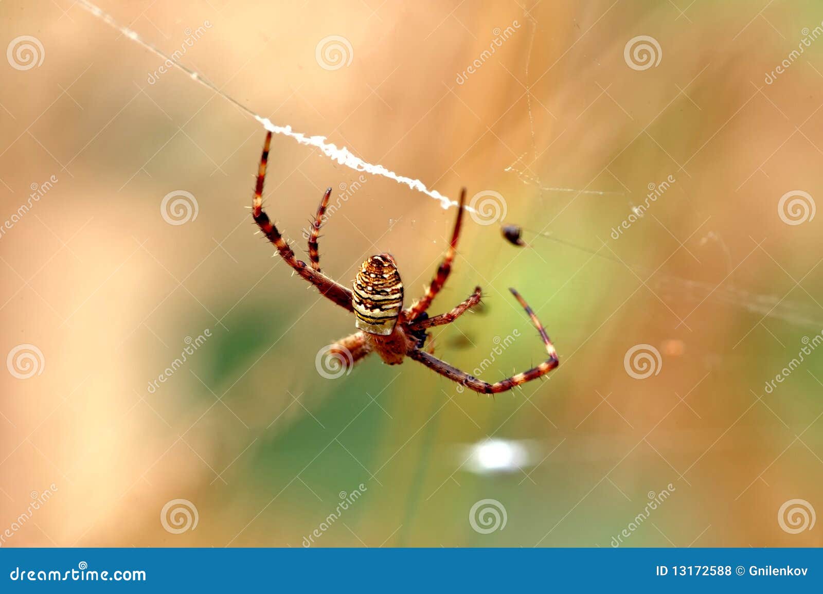 Spider stock photo. Image of poisonous, frightening, spiderweb - 13172588