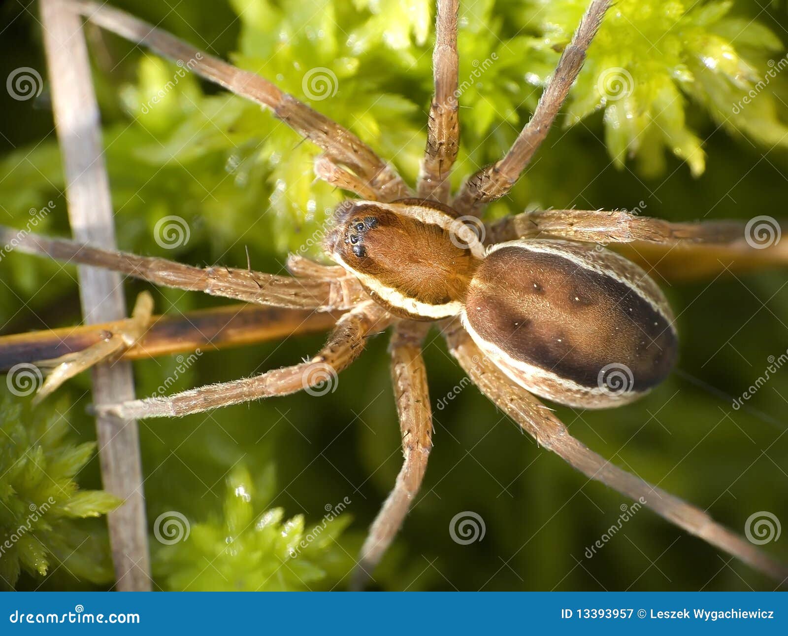 Spider stock image. Image of abdomen, spider, hunter - 13393957