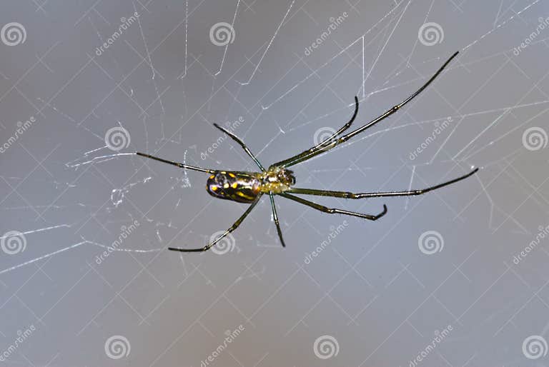 Spider stock photo. Image of micro, spider, wildlife - 13485868