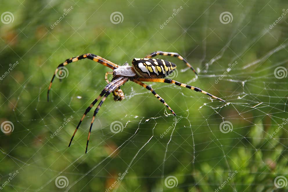 Spider stock image. Image of arachnid, wildlife, insect - 15326413