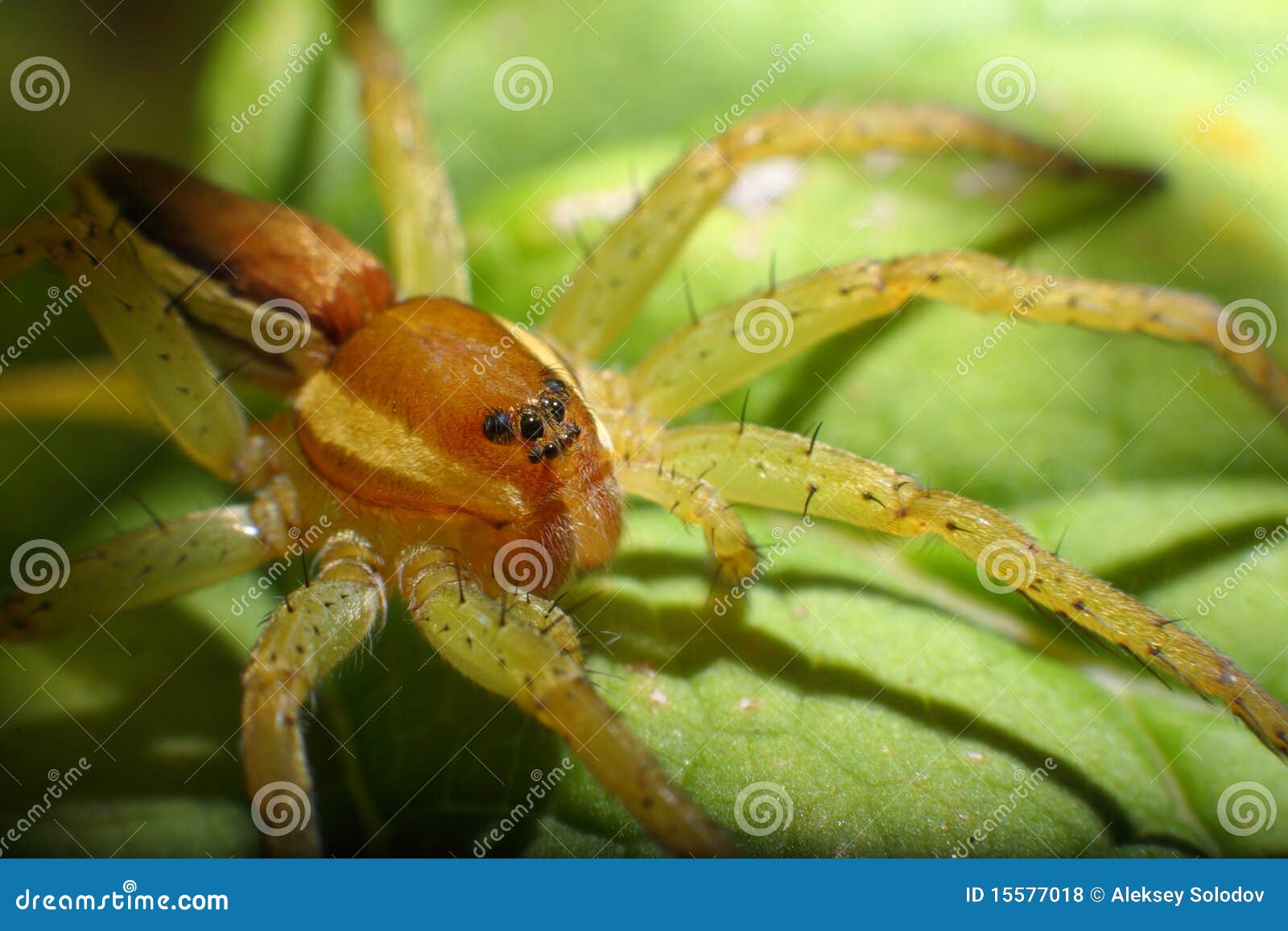 Spider stock photo. Image of nature, spider, feet, macro - 15577018