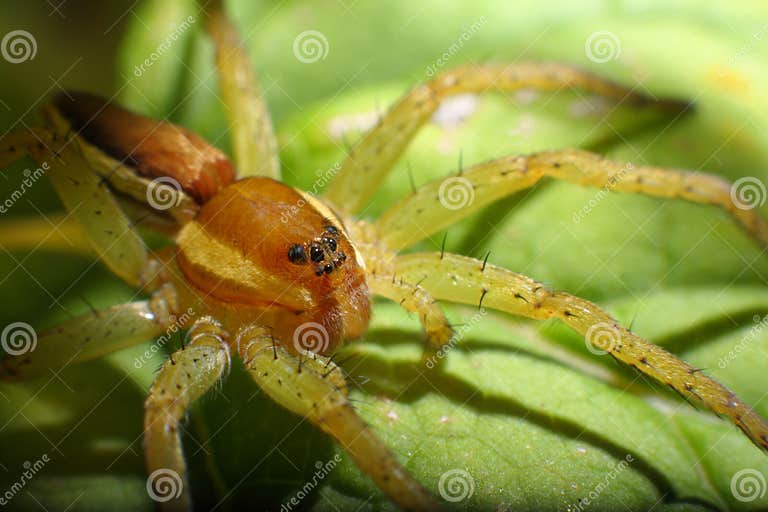 Spider stock photo. Image of nature, spider, feet, macro - 15577018