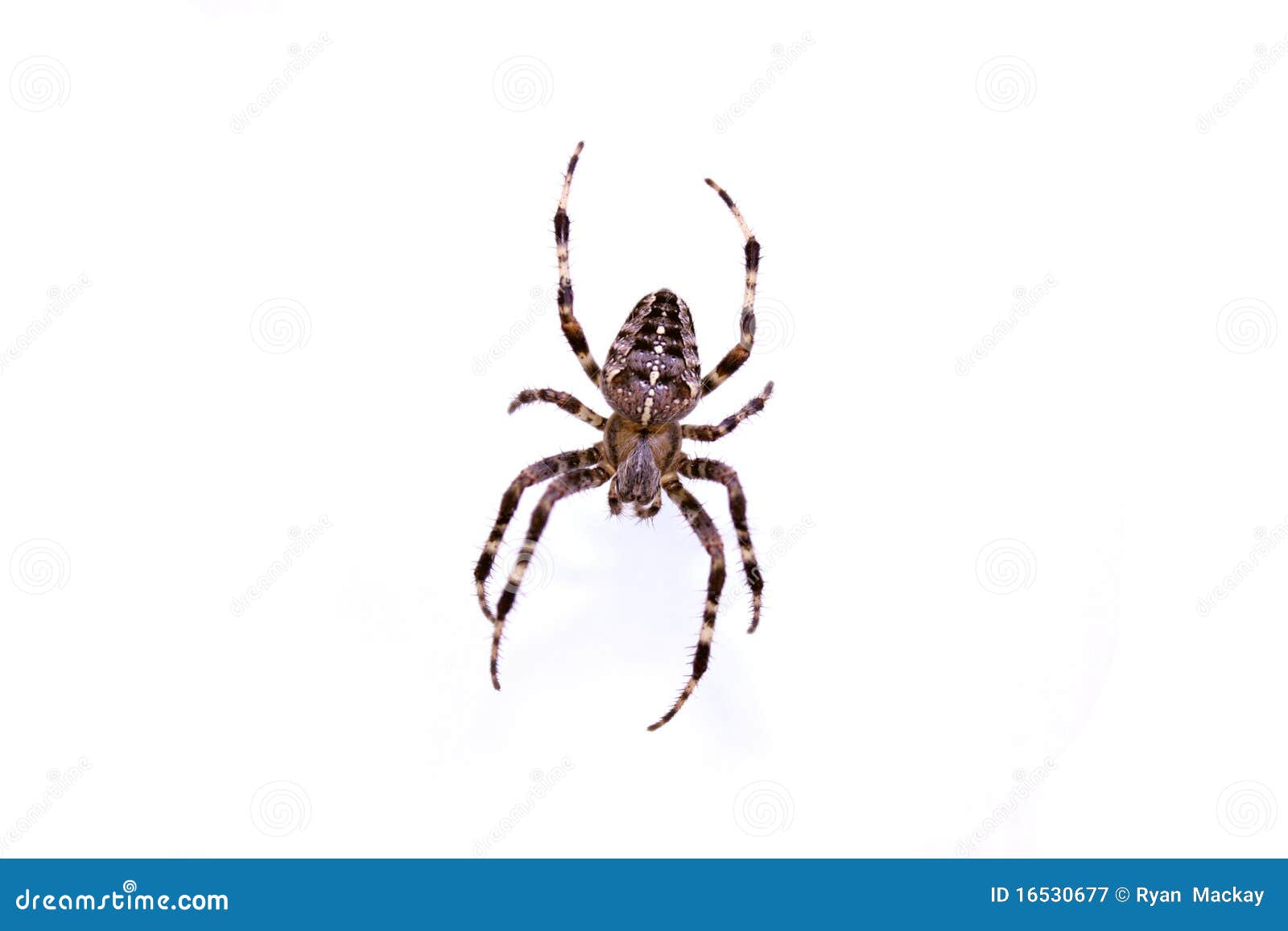 Spider stock image. Image of outdoors, scary, creepy - 16530677