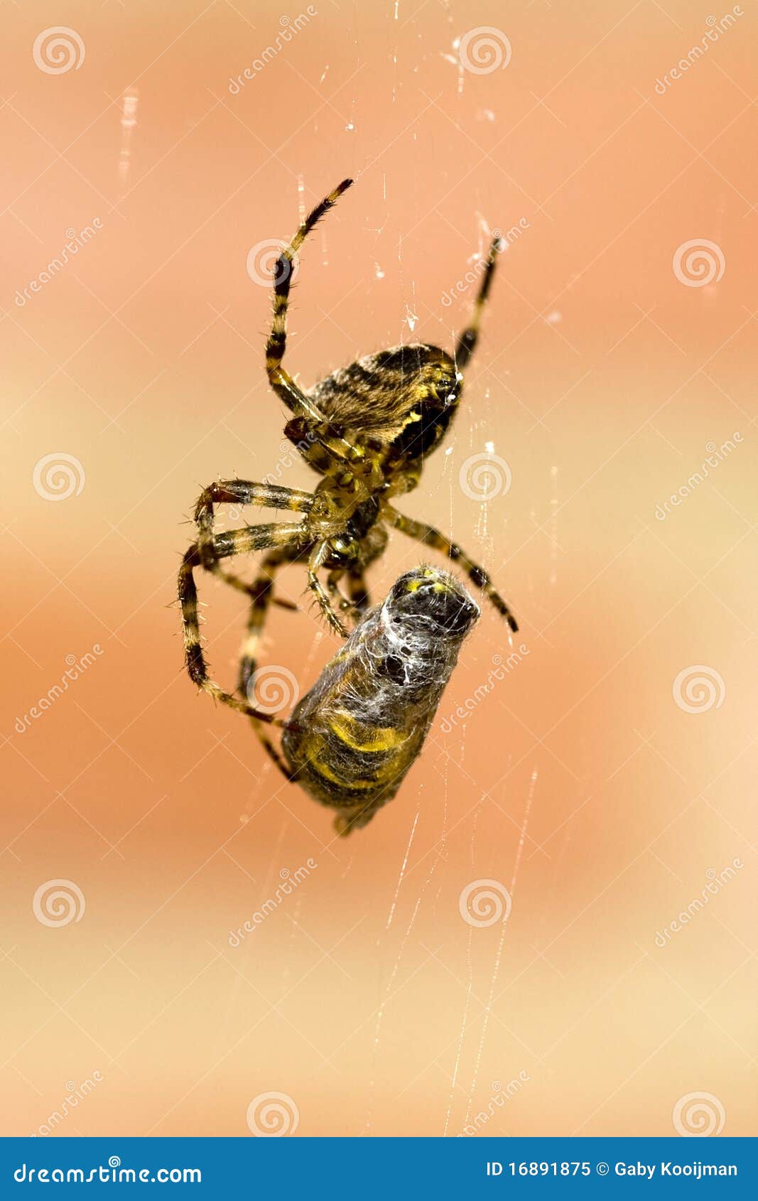Spider stock image. Image of animal, detail, food, raindrop - 16891875