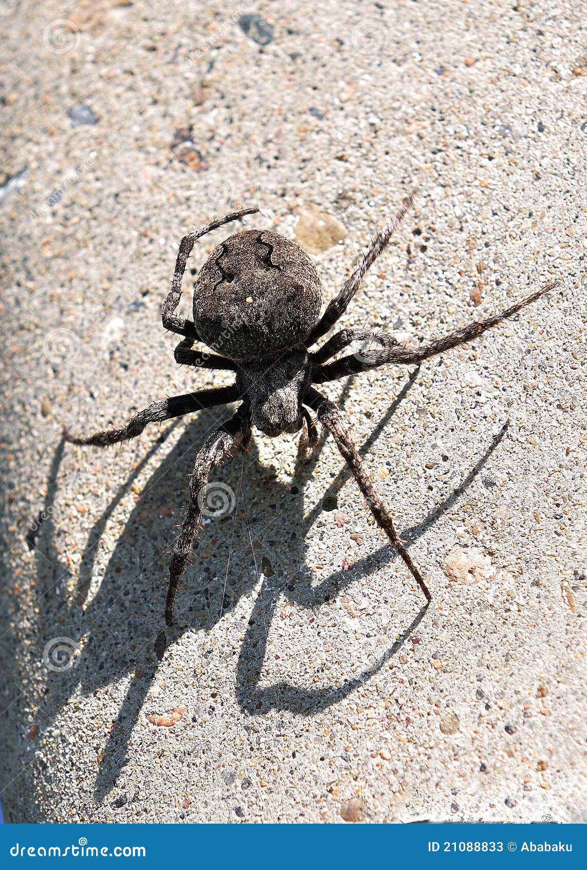 Spider stock image. Image of black, predator, nature - 21088833