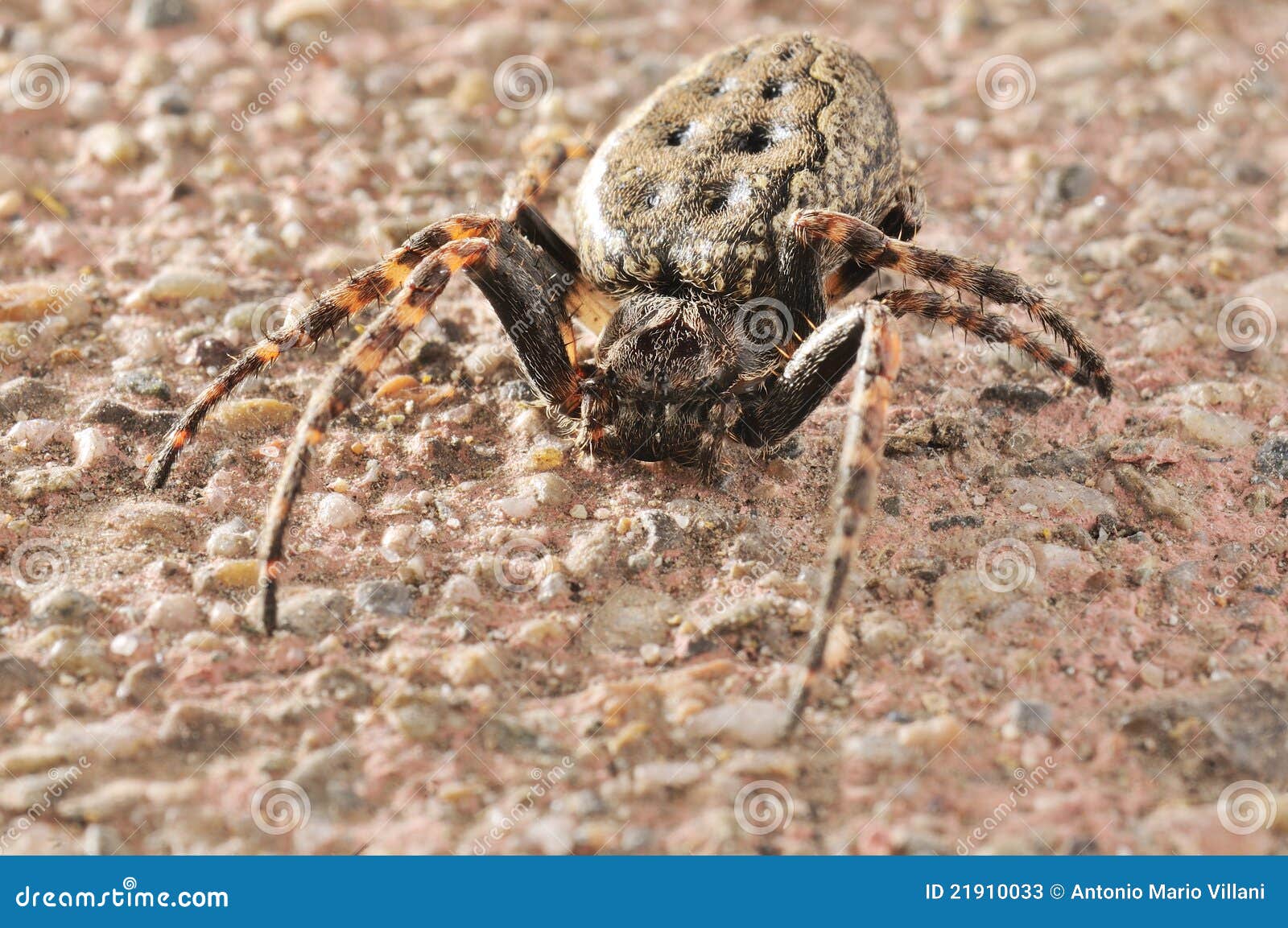 Spider stock image. Image of generic, italy, close, brown - 21910033