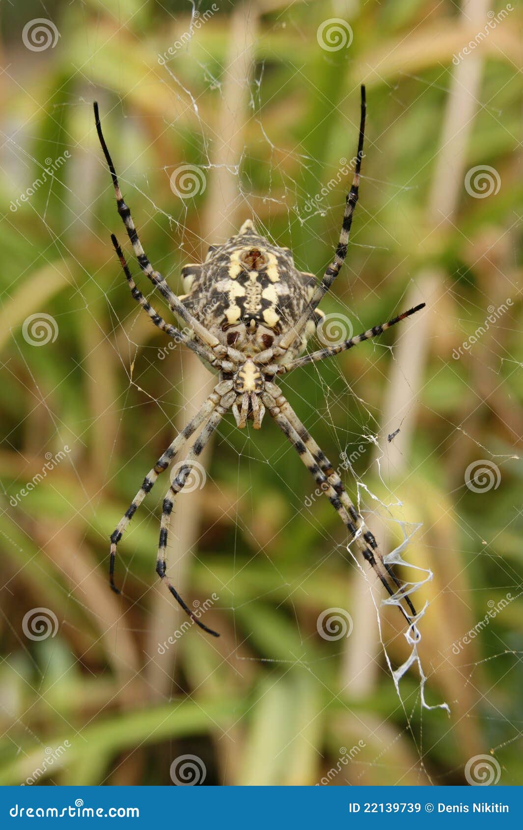 Spider stock image. Image of head, spider, details, botanical - 22139739
