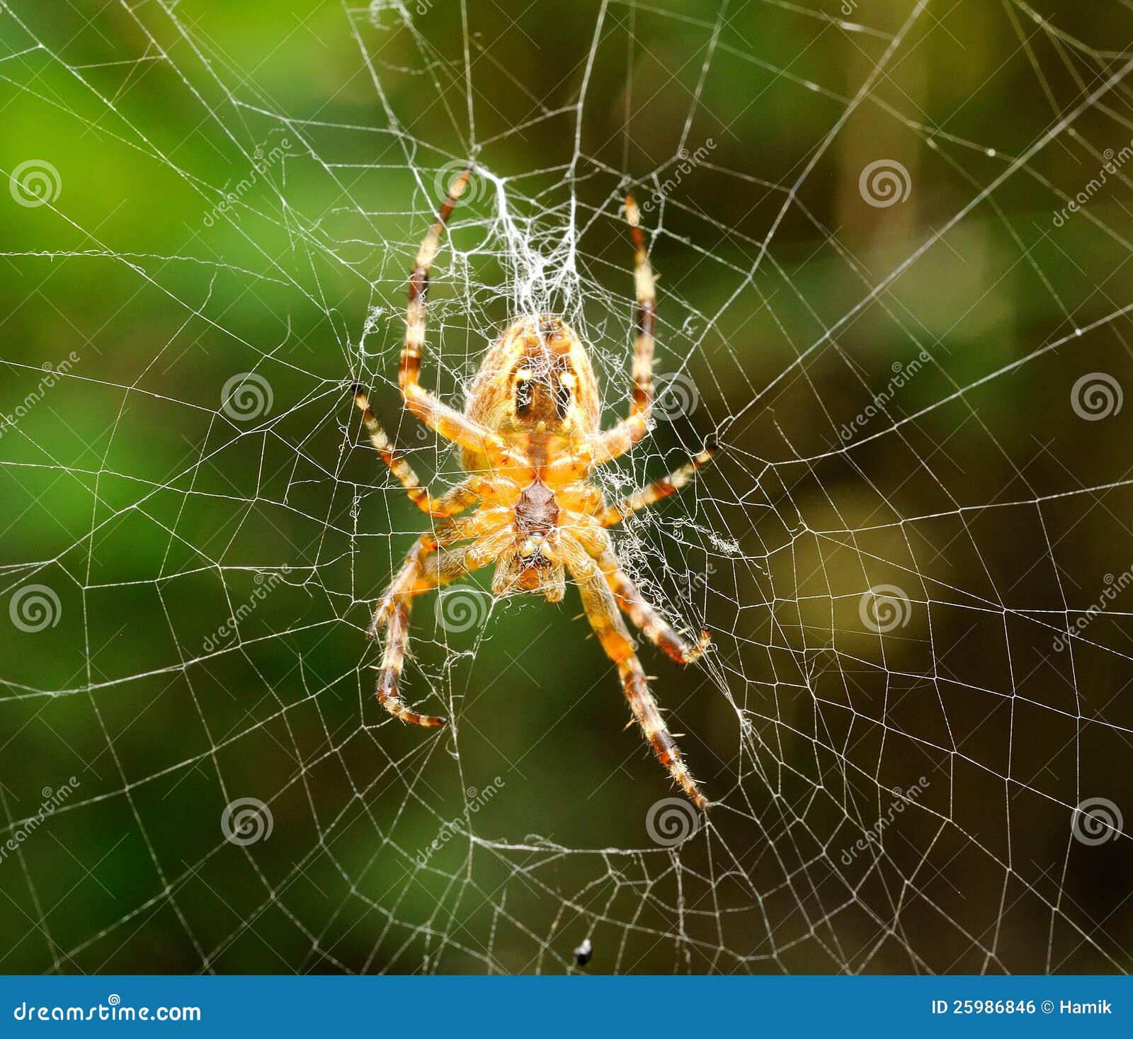 Spider stock photo. Image of close, outside, trap, maggot - 25986846