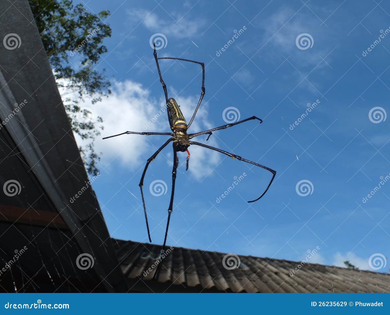 Spider Body Macro From Side Walking On Plant With Green Body And Black ...