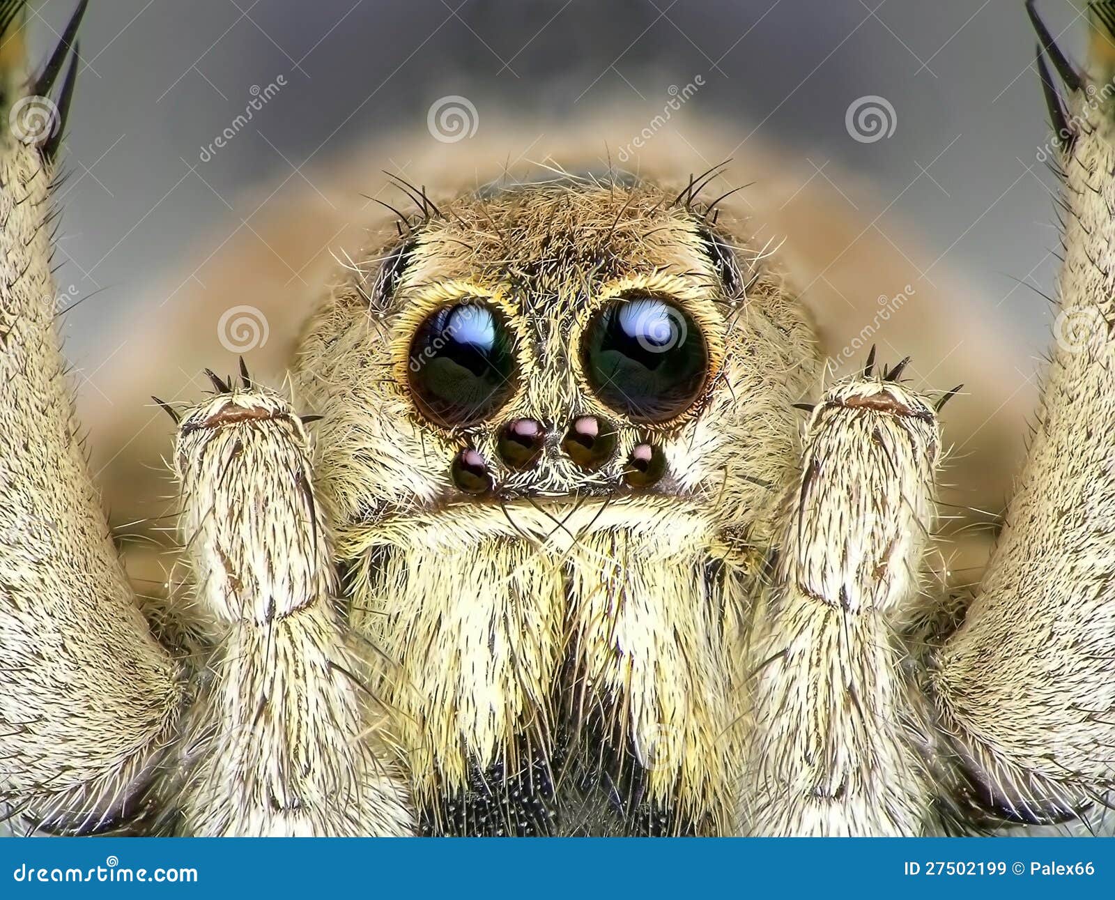 Spider stock image. Image of hairy, closeup, hunt, microscope - 27502199