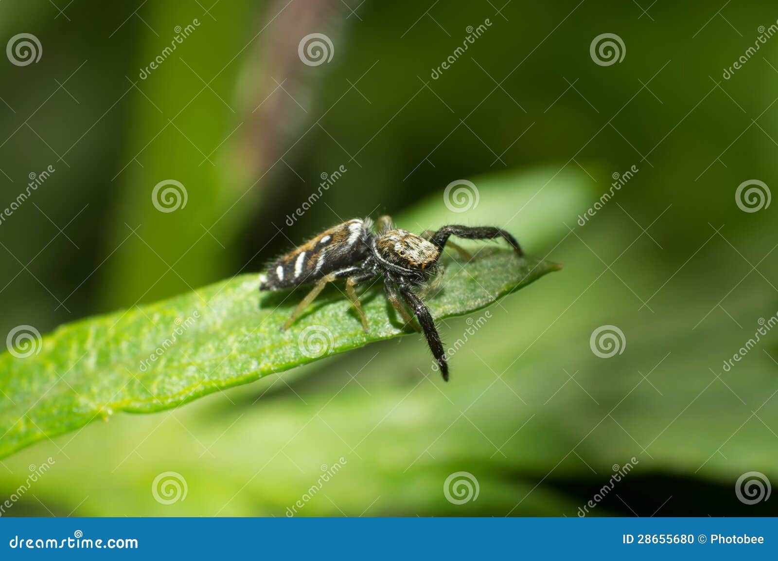 Spider Grass Flower Nursery Stock Photo | CartoonDealer.com #76649904