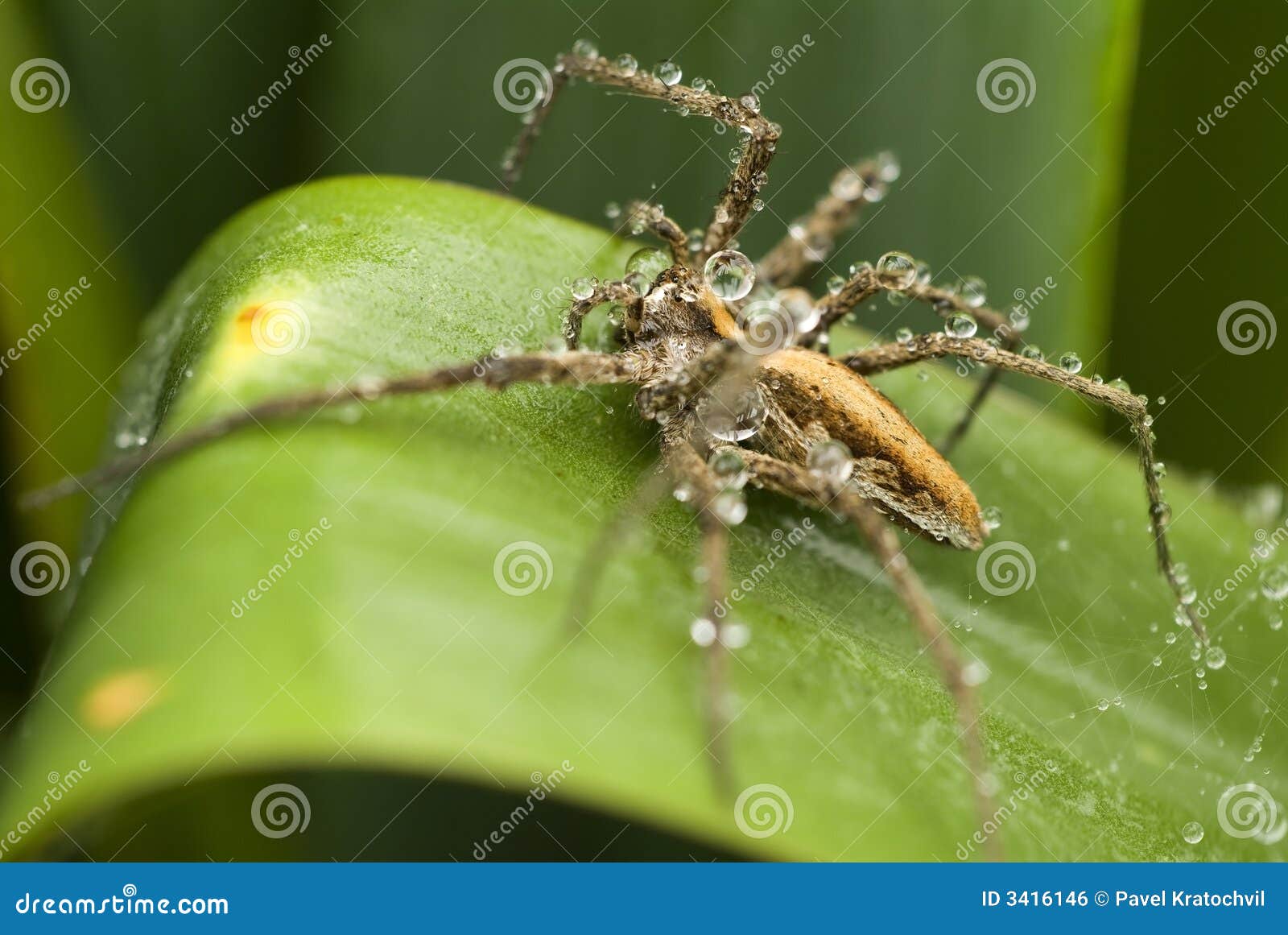 Detail Of Spider Web On Wooden Column With Steel Rope And Electric ...
