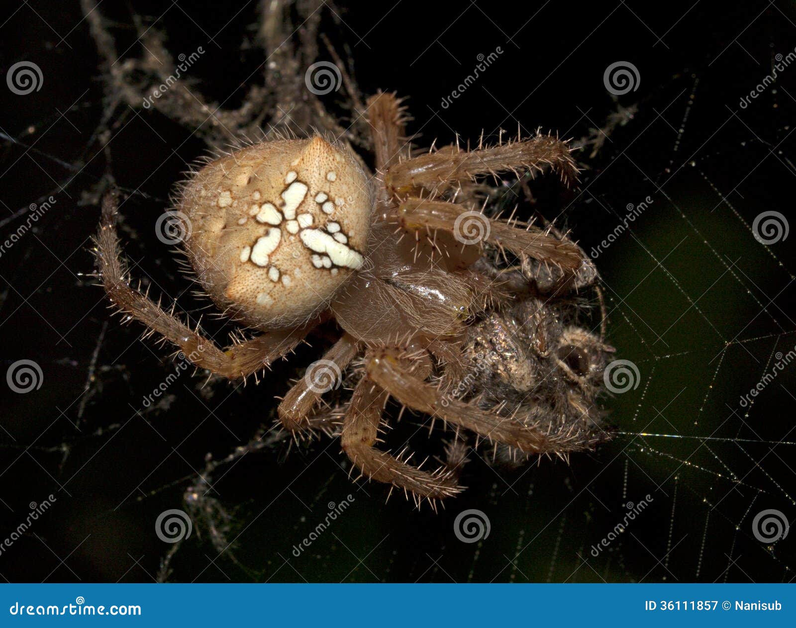 Spider stock image. Image of tarantula, european, argiope - 36111857