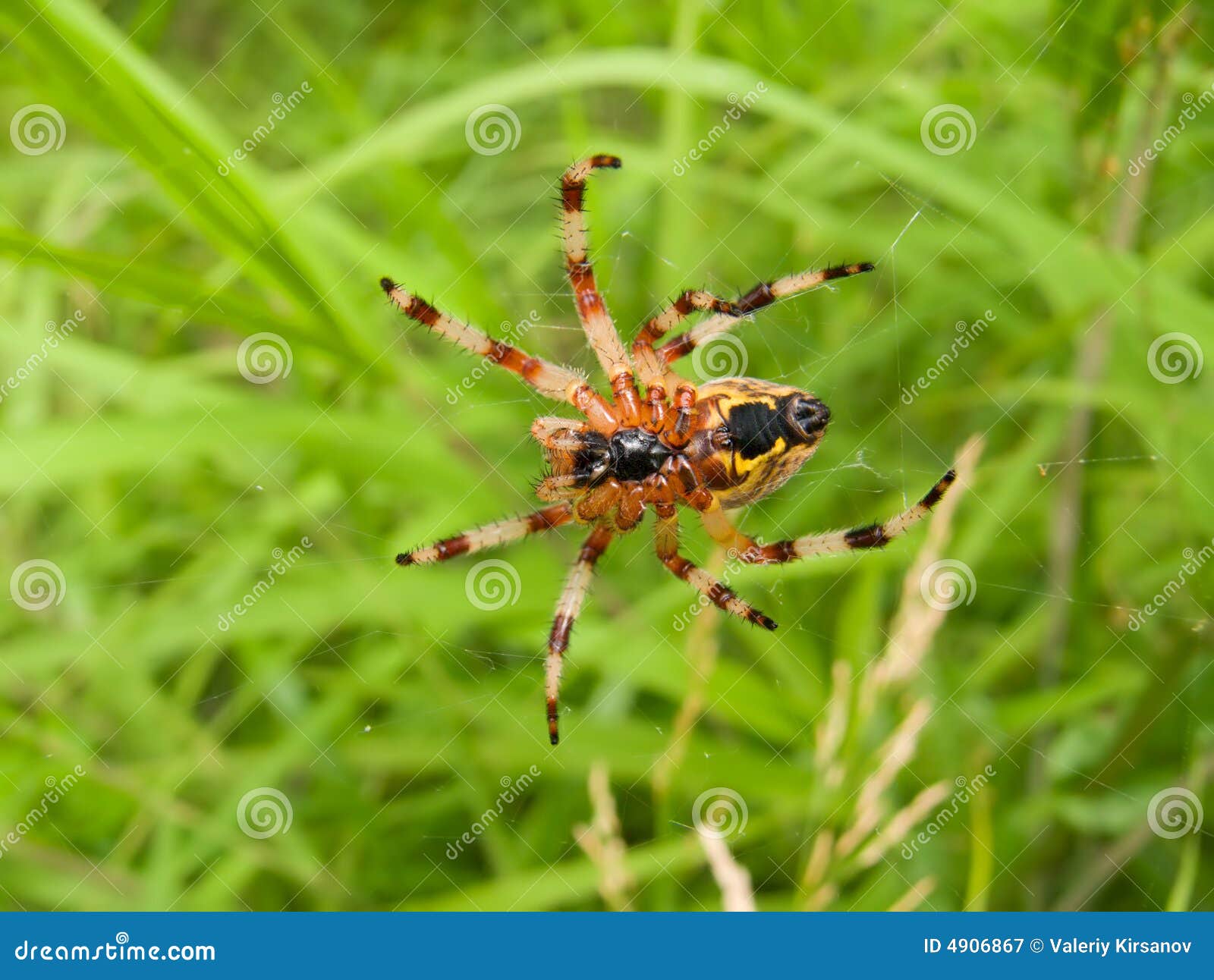 Spider 38 Picture. Image: 4906867