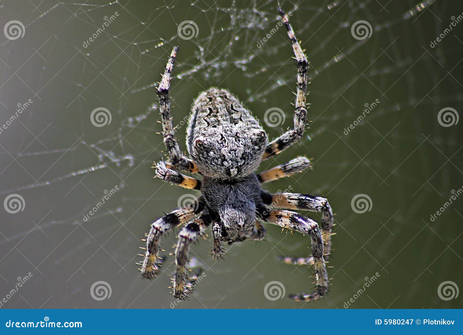 Spider stock image. Image of spider, crawl, hairy, warm - 5980247