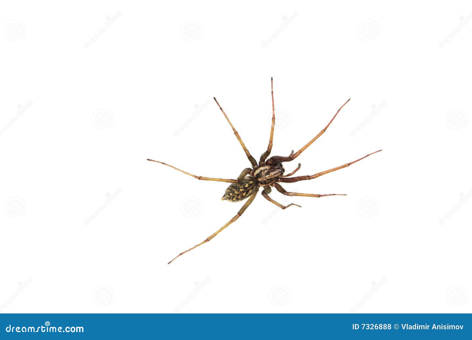 Spider stock photo. Image of rear, nature, back, insect - 7326888