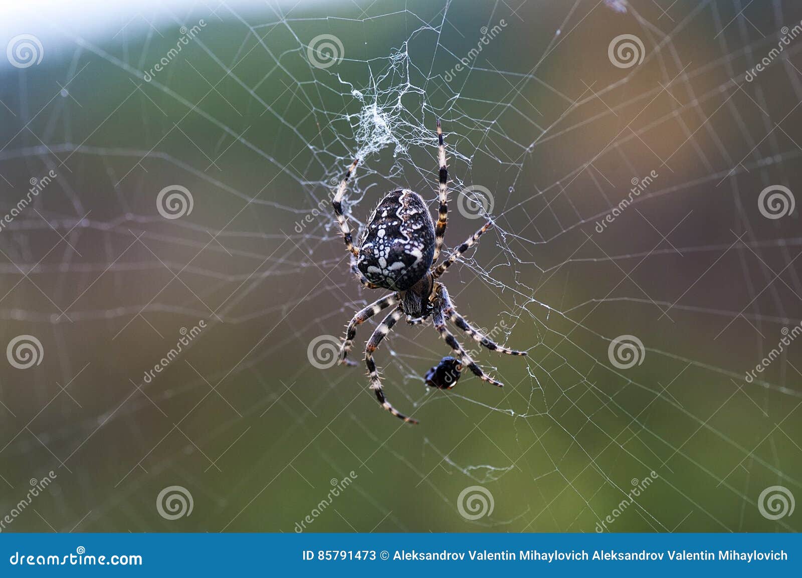3,627 Small Arthropods Stock Photos - Free & Royalty-Free Stock Photos ...