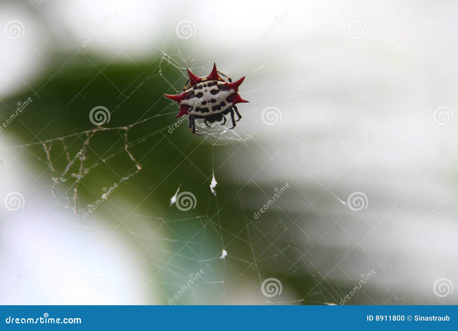 Spider stock photo. Image of black, spider, star, pattern - 8911800