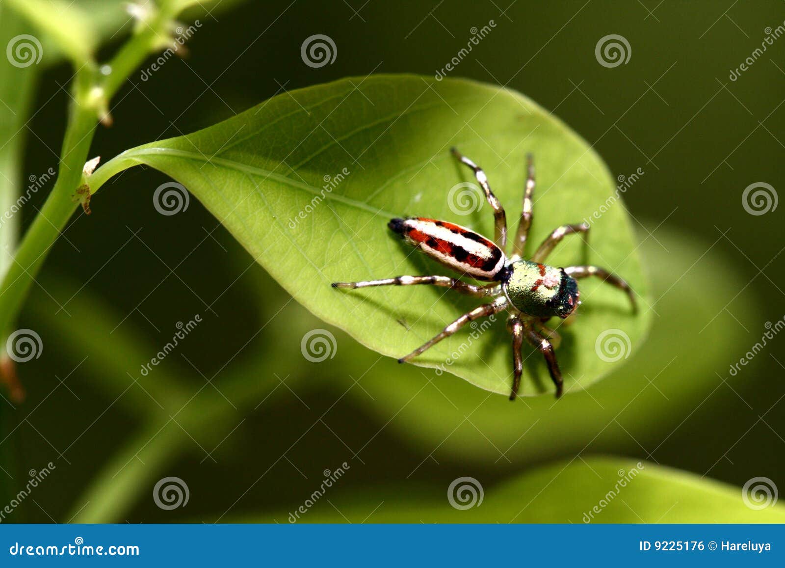 Spider stock photo. Image of underneath, closeup, leaf - 9225176