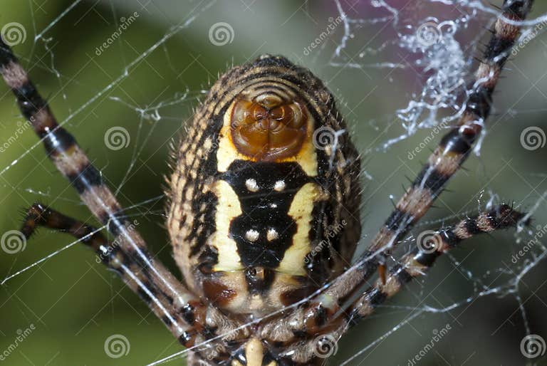 Spider abdomen stock photo. Image of living, multi, close - 73190766