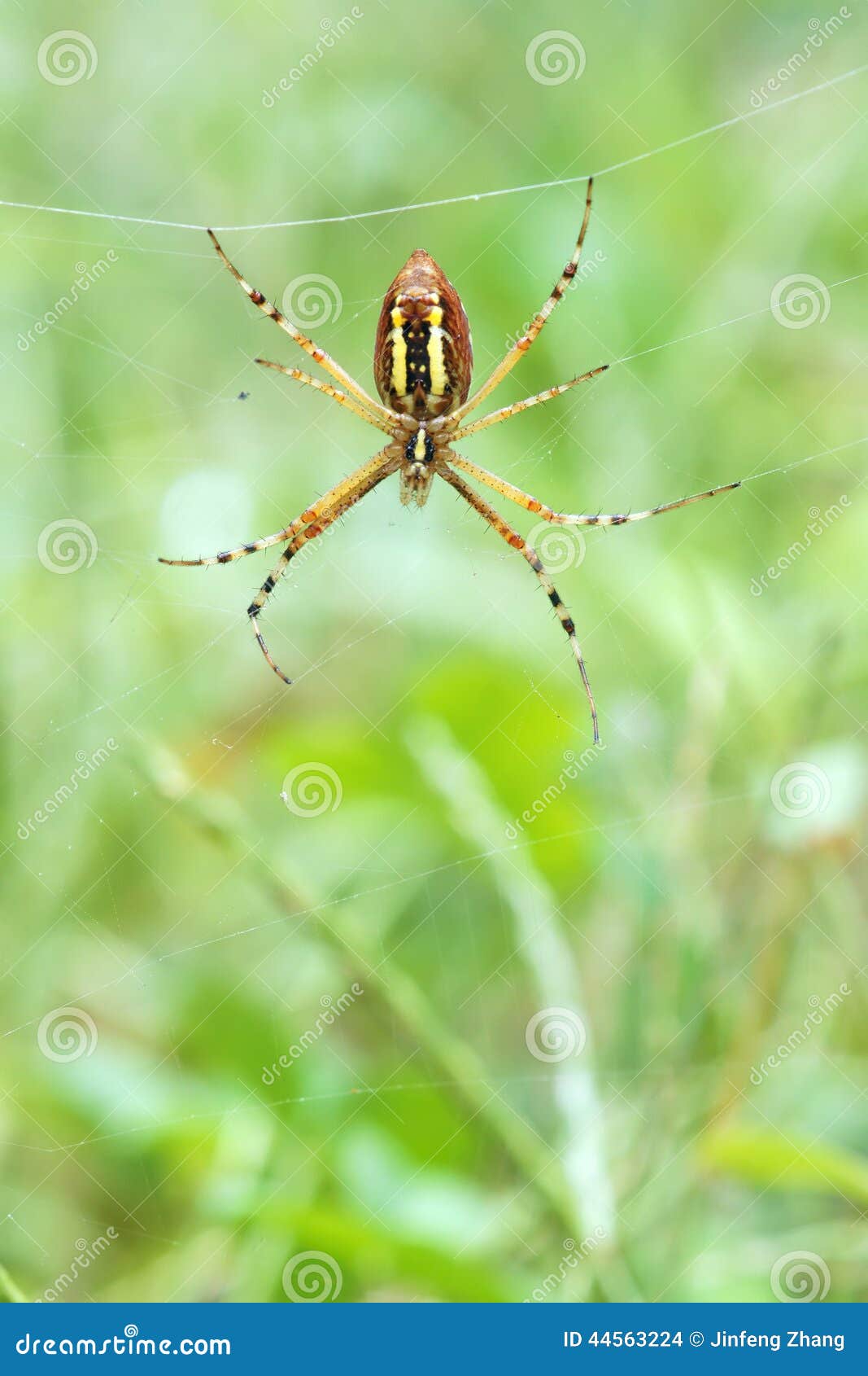 Spider stock photo. Image of wildlife, arthropoda, insects - 44563224