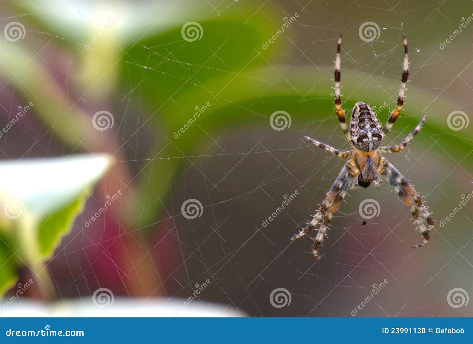 Spider from above stock photo. Image of danger, arachnophobia - 23991130