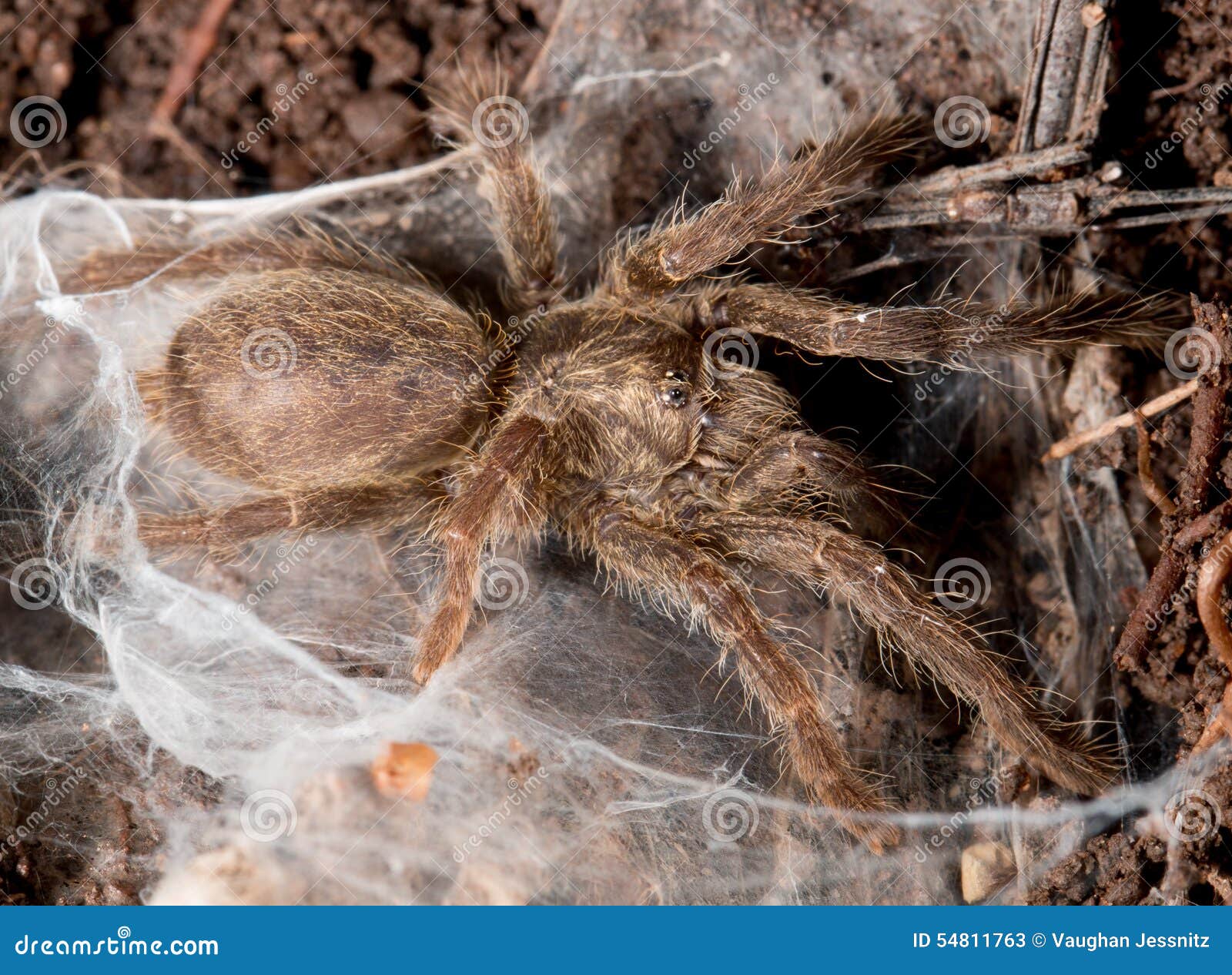 Spider stock image. Image of wildlife, impressive, sitting - 54811763