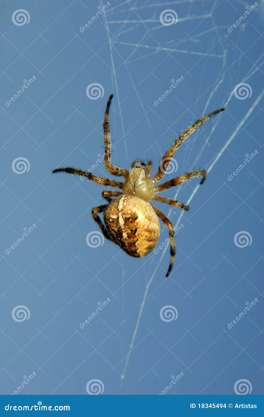 Spider Against the Blue Sky Stock Photo - Image of macro, blue: 18345494