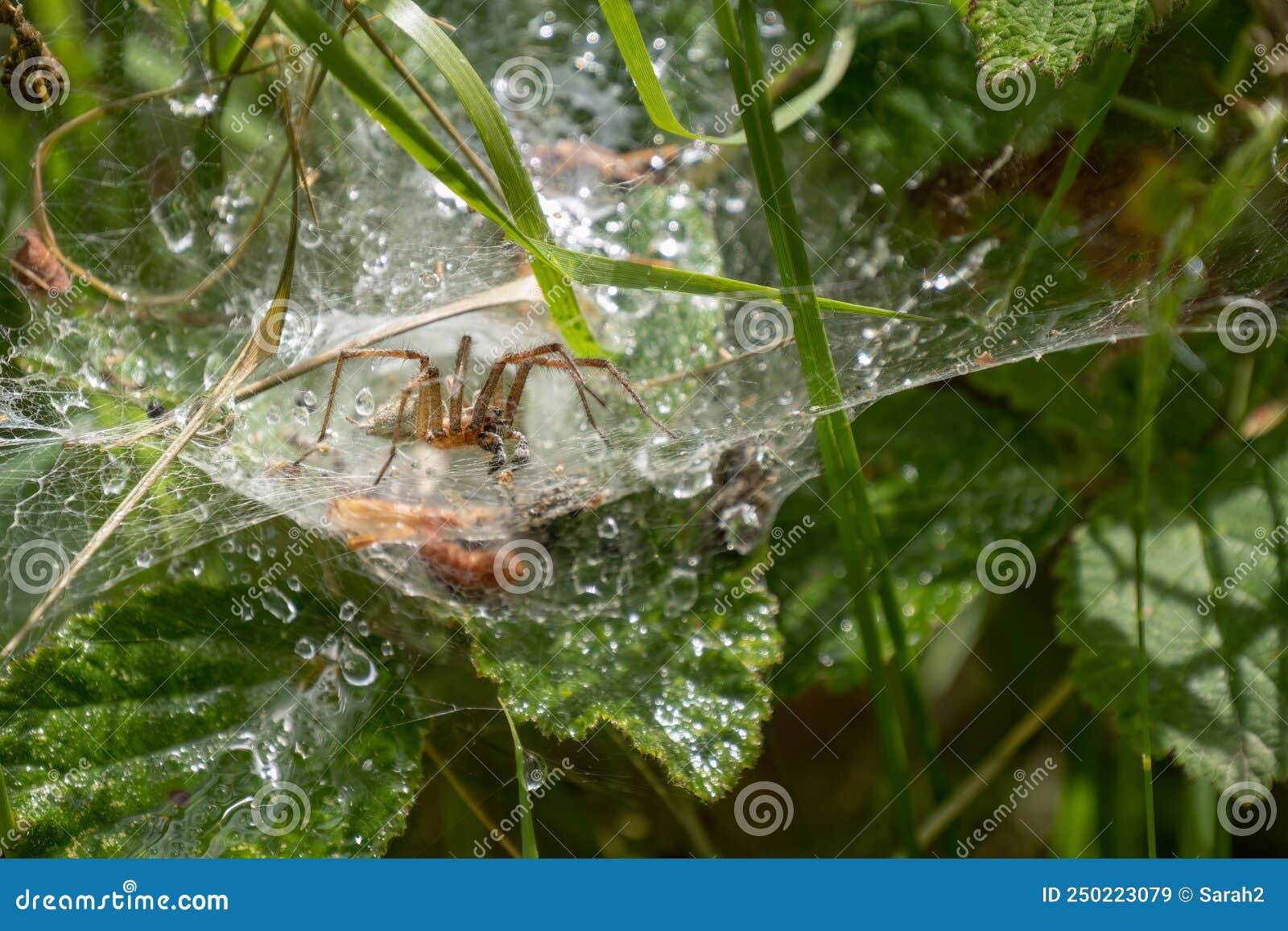 Spider Agelena Labirynthica in Web, Facing Camera. Stock Image - Image ...