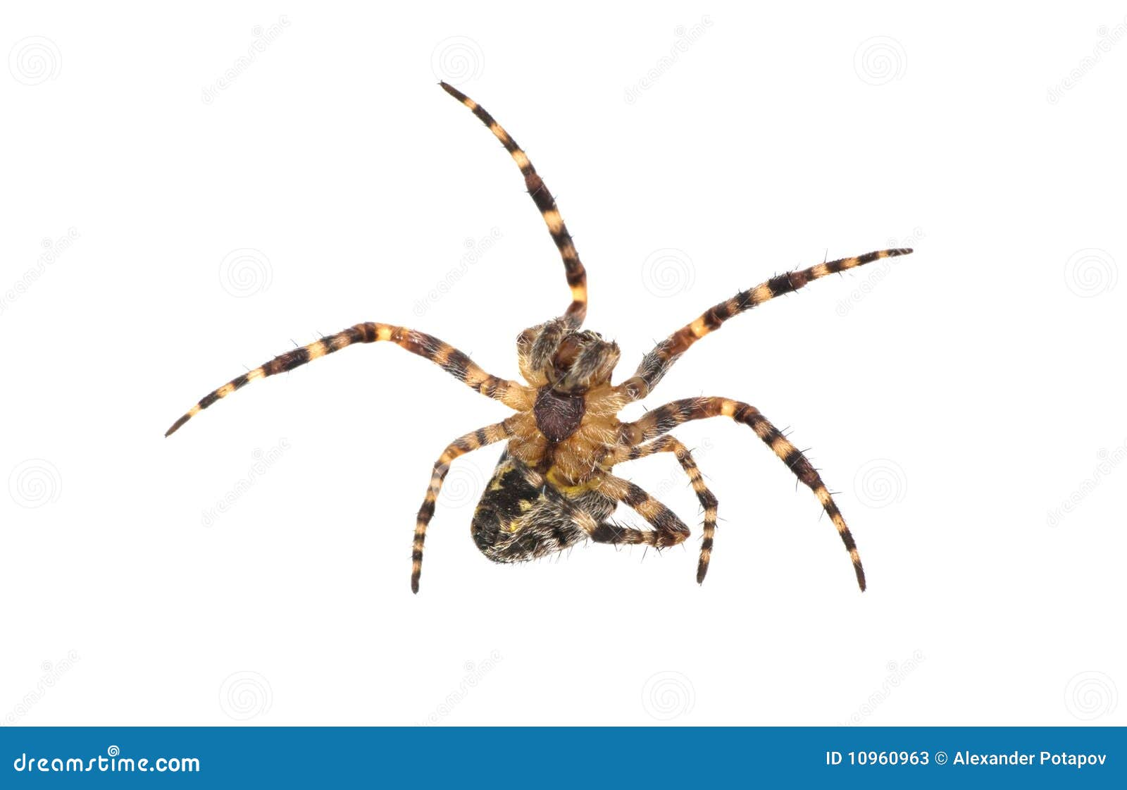 Spider aggression stock image. Image of carnivore, poison - 10960963