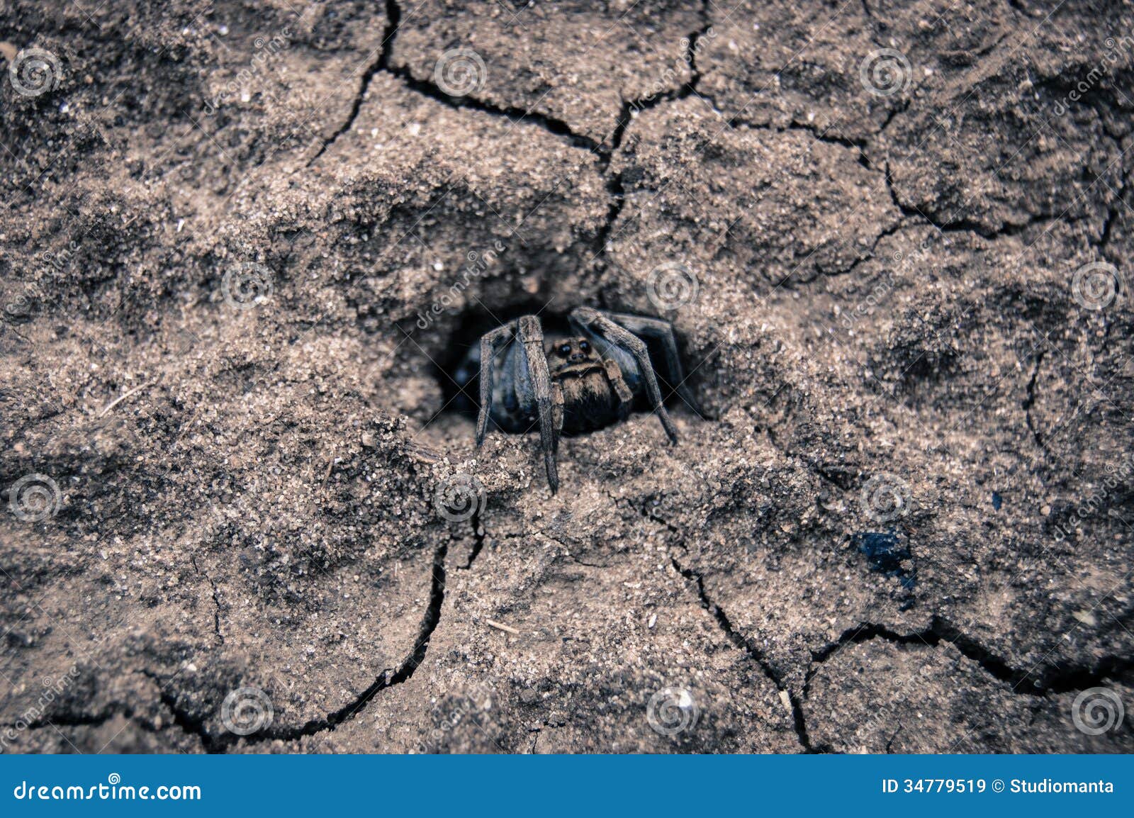 Spider Ambush stock image. Image of ambush, cracks, blur - 34779519